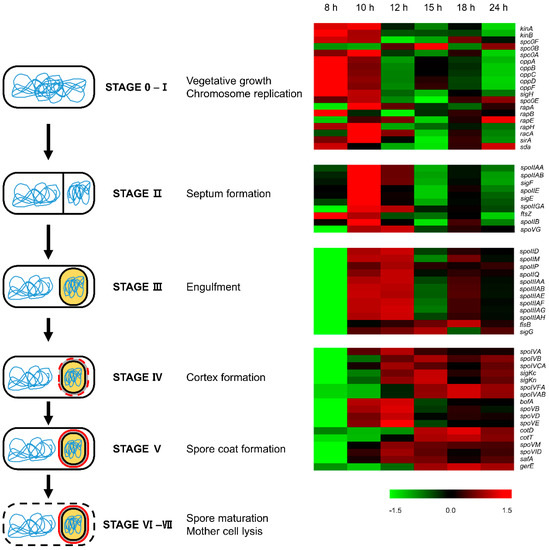 Time-Course Transcriptome Analysis of Bacillus subtilis DB104 during Growth