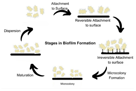 Microbial Biofilms: Applications, Clinical Consequences, and ...