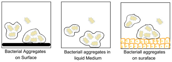 Microbial Biofilms: Applications, Clinical Consequences, and ...