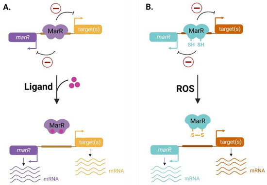 MarR Family Transcriptional Regulators and Their Roles in Plant ...