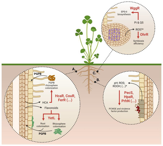 MarR Family Transcriptional Regulators and Their Roles in Plant ...