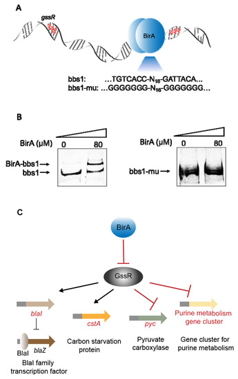Microorganisms | Free Full-Text | Pleiotropic Regulator GssR Positively ...