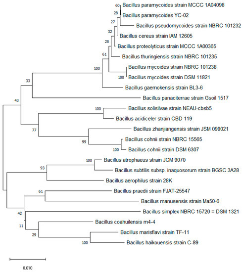 Biodegradation of Uric Acid by Bacillus paramycoides-YC02