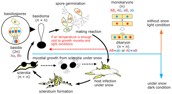Life Cycle Plasticity in Typhula and Pistillaria in the Arctic and the Temperate Zone