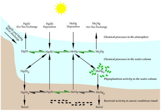 Interaction of Naturally Occurring Phytoplankton with the ...