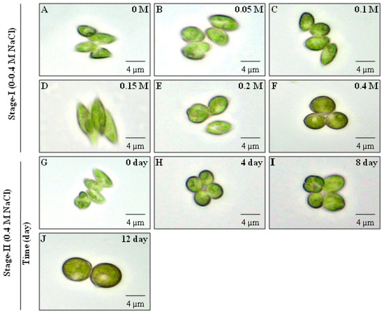Salinity-Induced Physiochemical Alterations to Enhance Lipid Content in Oleaginous Microalgae ...