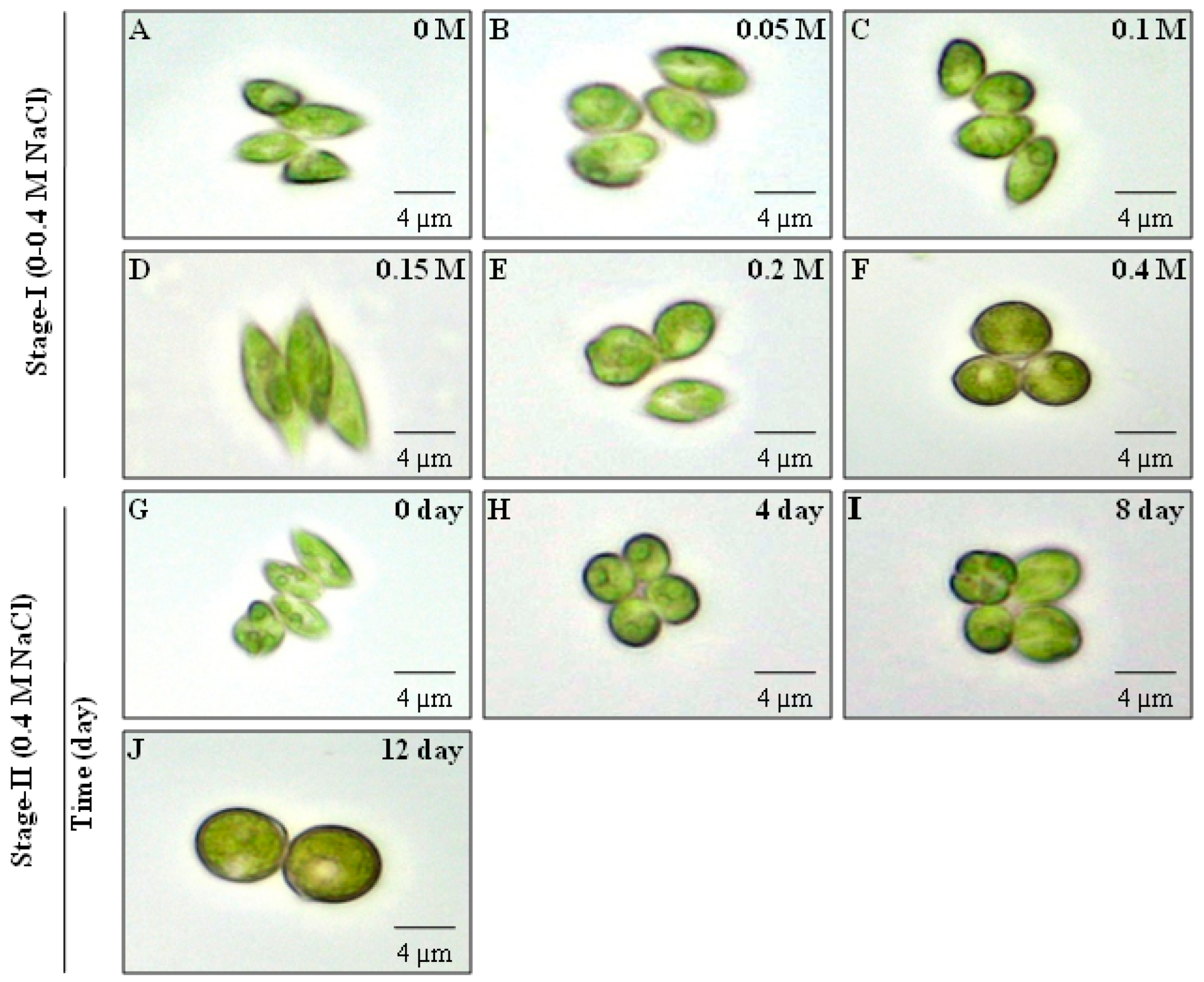 Salinity-Induced Physiochemical Alterations to Enhance Lipid Content in ...