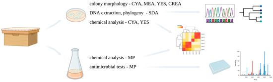 Microorganisms | Free Full-Text | Extracts of Talaromyces purpureogenus ...