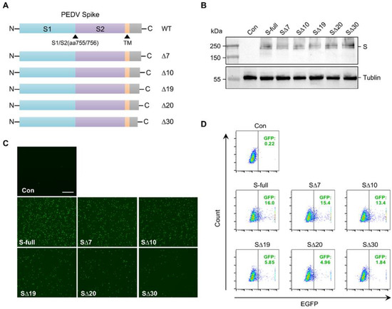 Establishment of Replication Deficient Vesicular Stomatitis Virus for ...