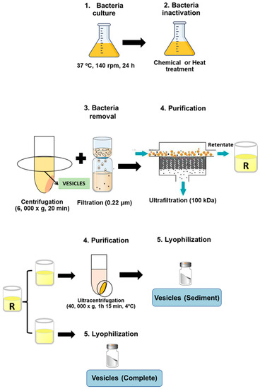 Optimization of Enterotoxigenic Escherichia coli (ETEC) Outer Membrane ...