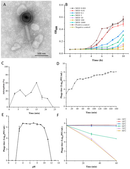 Phage-Based Biosensing for Rapid and Specific Detection of Staphylococcus aureus