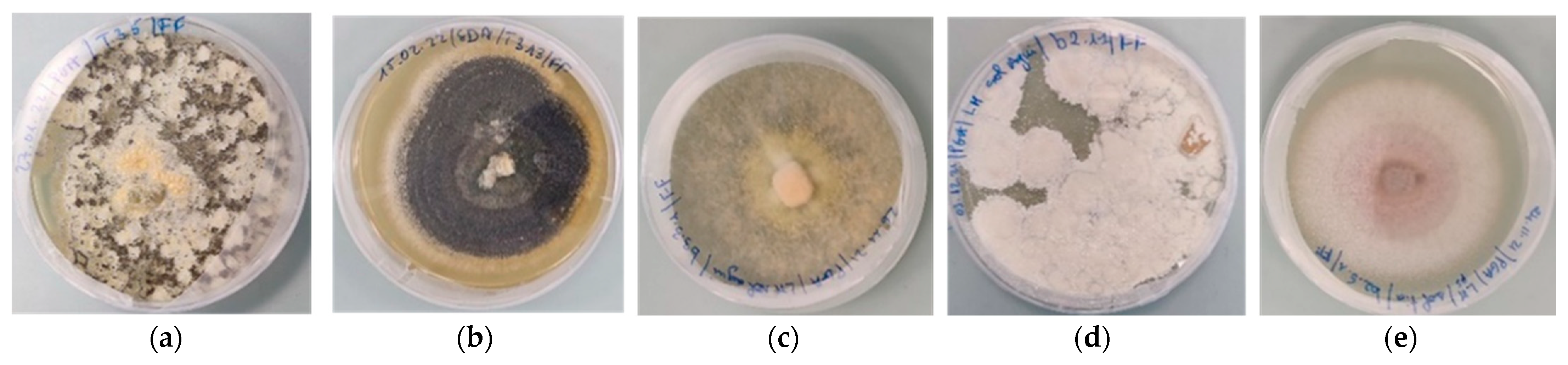 Isolation, Identification and Evaluation of the Effects of Native Entomopathogenic Fungi from ...