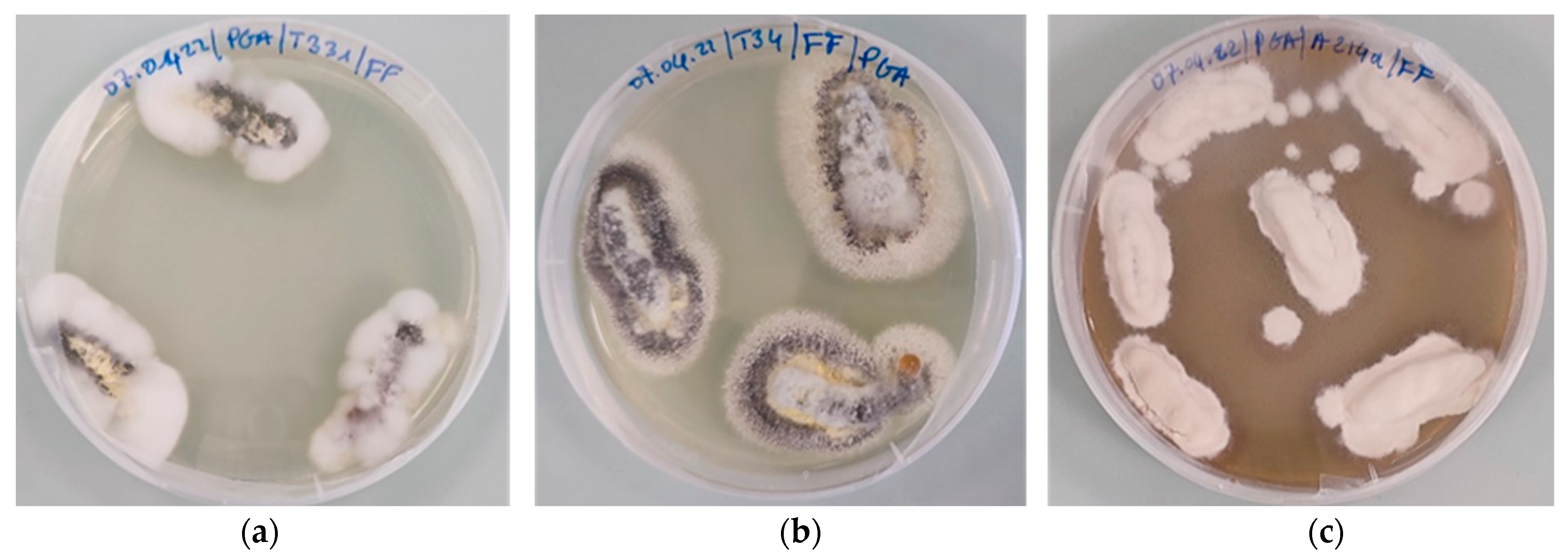 Isolation, Identification and Evaluation of the Effects of Native Entomopathogenic Fungi from ...