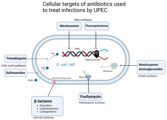 Uropathogenic Escherichia coli (UPEC)-Associated Urinary Tract ...