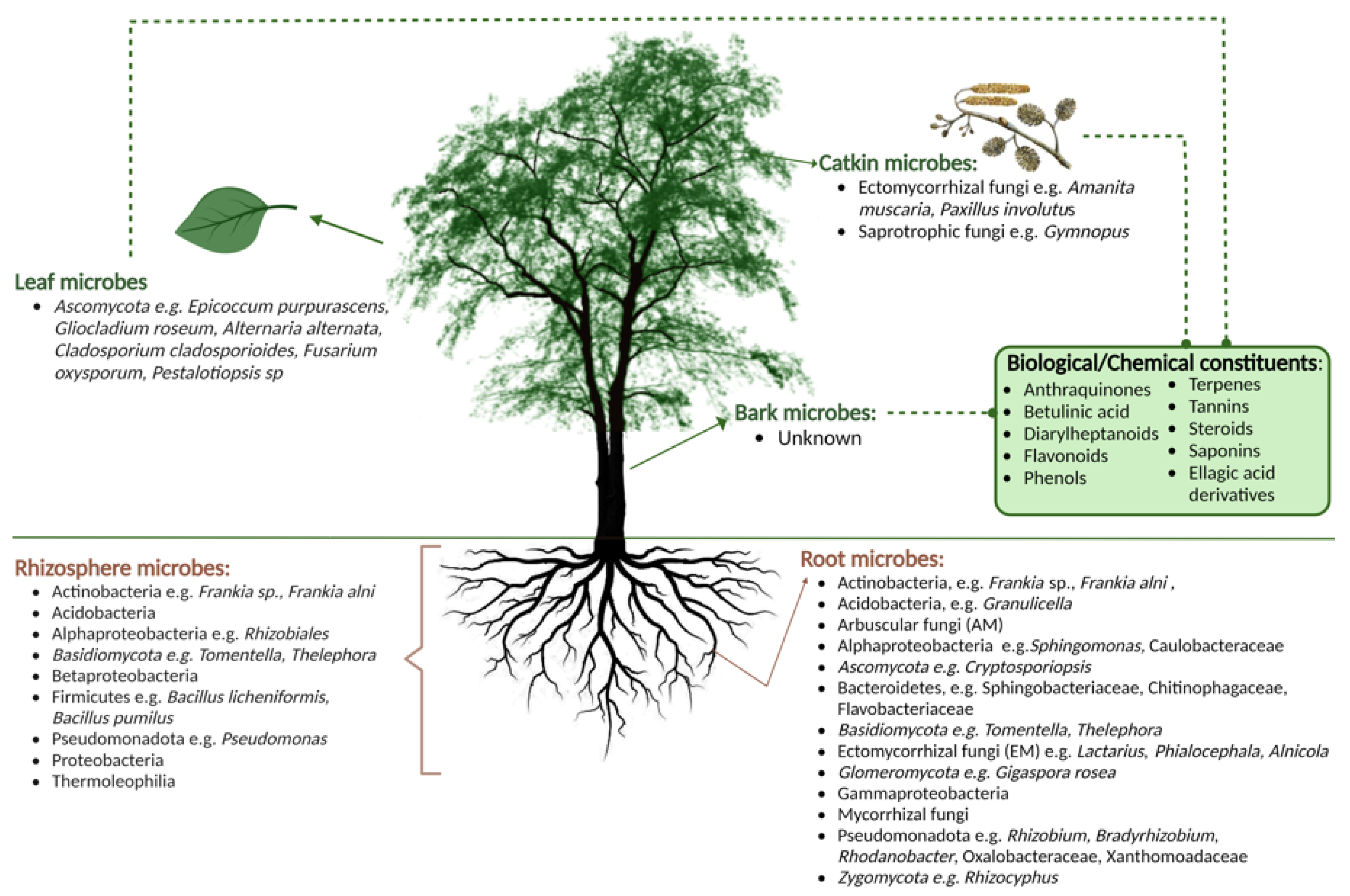 Glomeromycota Life Cycle