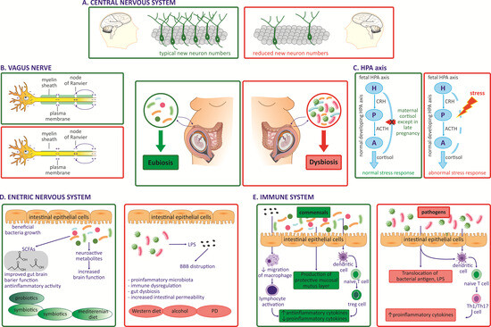 The Impact of Maternal Gut Microbiota during Pregnancy on Fetal Gut ...