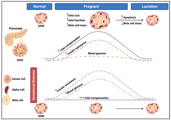 The Maternal Microbiome and Gestational Diabetes Mellitus: Cause and Effect