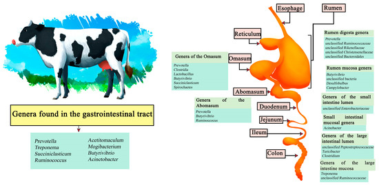 Review: Effect of Experimental Diets on the Microbiome of Productive ...