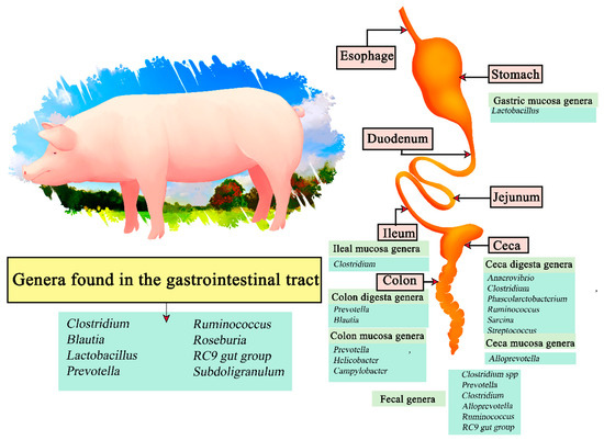 Review: Effect of Experimental Diets on the Microbiome of Productive ...