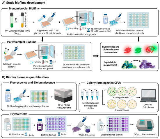 A High-Throughput Microtiter Plate Screening Assay to Quantify and ...