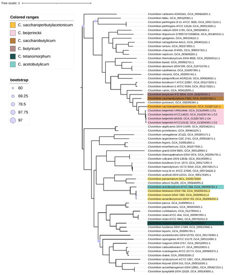 Microorganisms | Free Full-Text | Solvent-Producing Clostridia Revisited