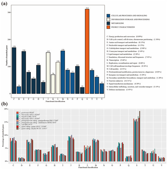 Phenotypic and Genomic Characteristics of Campylobacter gastrosuis sp ...