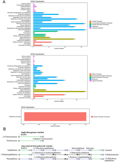 Genomic Characteristics and Functional Analysis of Brucella sp. Strain ...