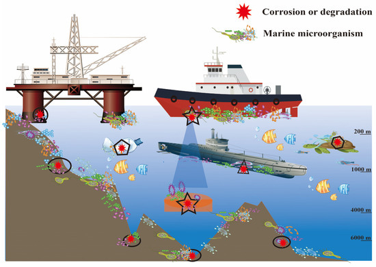 Microbially Influenced Corrosion of Steel in Marine Environments: A ...