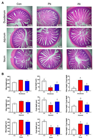Comparison of the Effects of Feeding Compound Probiotics and ...