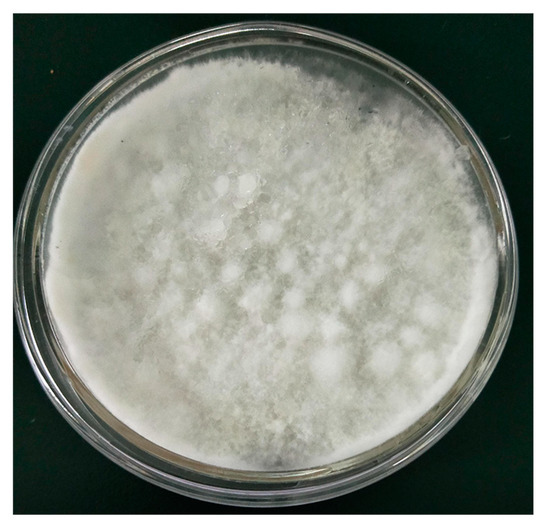 Optimization of Fermentation Conditions and Product Identification of a ...