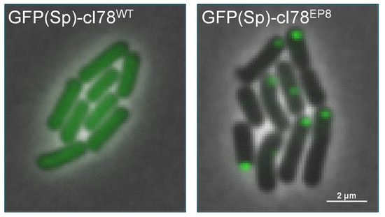 Impact of Protein Aggregates on Sporulation and Germination of Bacillus ...
