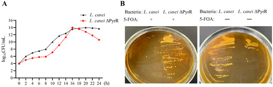 Loss in the Antibacterial Ability of a PyrR Gene Regulating Pyrimidine ...