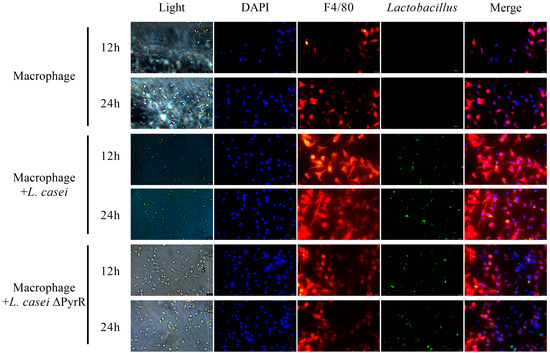 Loss in the Antibacterial Ability of a PyrR Gene Regulating Pyrimidine ...