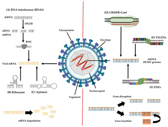 Antiviral Approach to Cytomegalovirus Infection: An Overview of ...