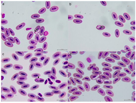 Reevaluation of Hemoparasites in the Black Spiny-Tailed Iguana ...