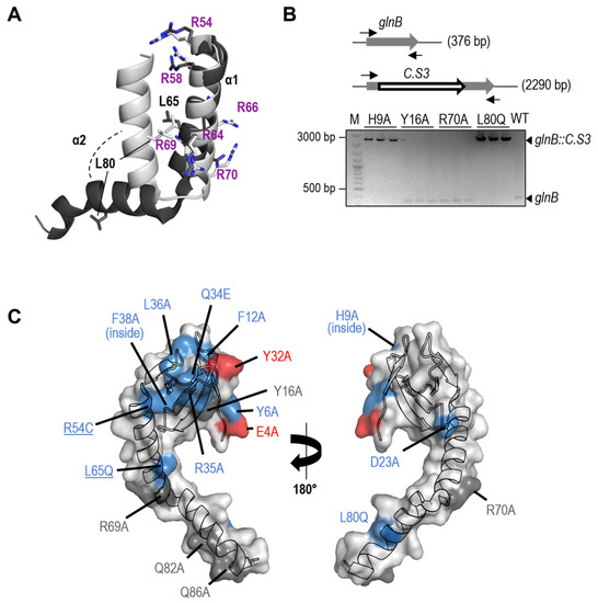 The Signal Transduction Protein PII Controls the Levels of the ...