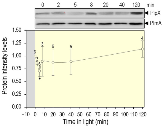 The Signal Transduction Protein PII Controls the Levels of the ...