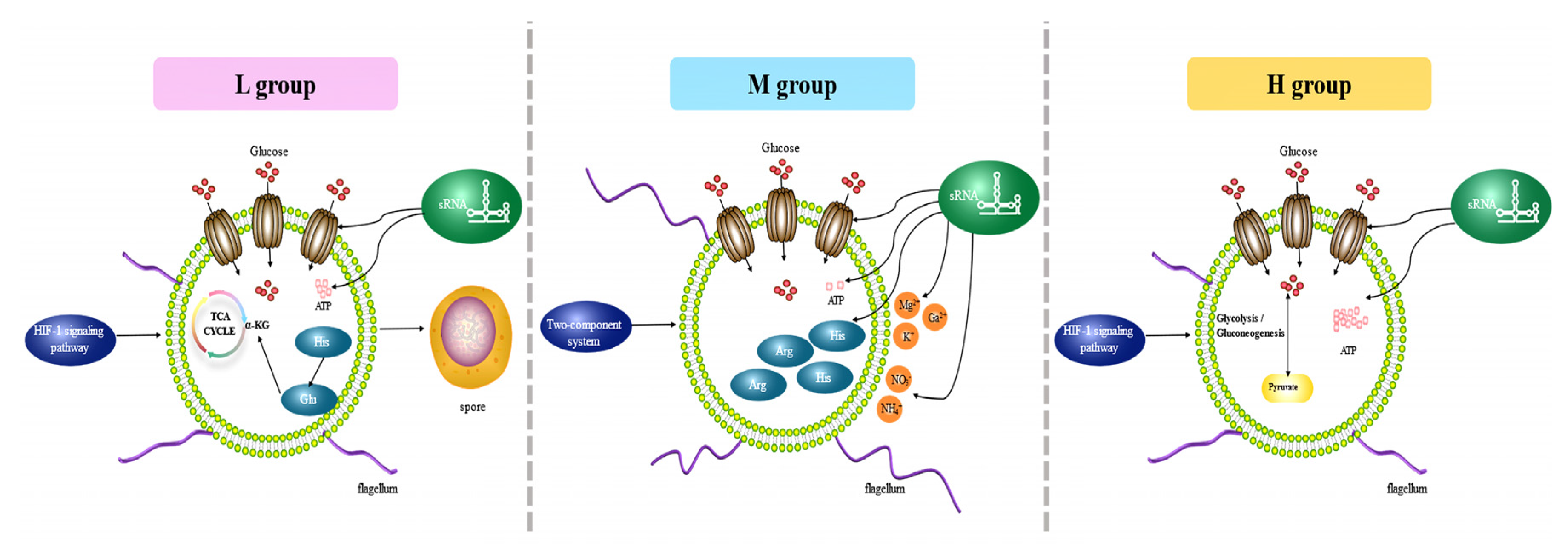 Understanding the Effect of Different Glucose Concentrations in the ...