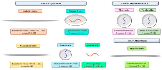Mycoviruses: Antagonistic Potential, Fungal Pathogenesis, and Their ...
