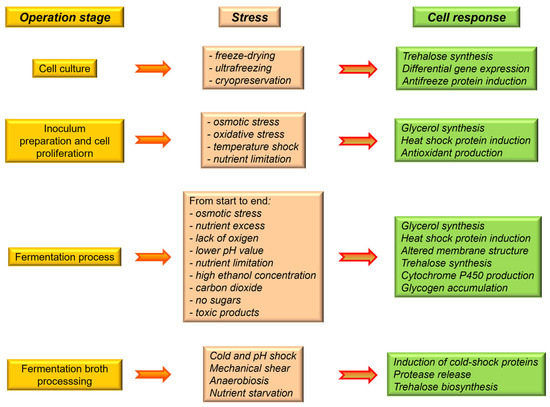 Cellular Stress Impact on Yeast Activity in Biotechnological Processes ...