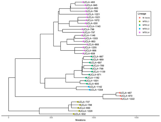 Clinical Whole-Genome Sequencing Assay for Rapid Mycobacterium ...