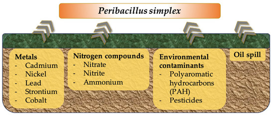 Simply Versatile: The Use of Peribacillus simplex in Sustainable ...