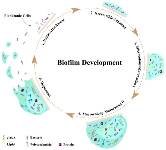 Biofilms as Battlefield Armor for Bacteria against Antibiotics ...