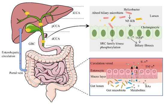 Interplay between the Human Microbiome and Biliary Tract Cancer ...