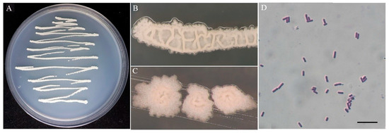 Bacillus velezensis BV01 Has Broad-Spectrum Biocontrol Potential and ...