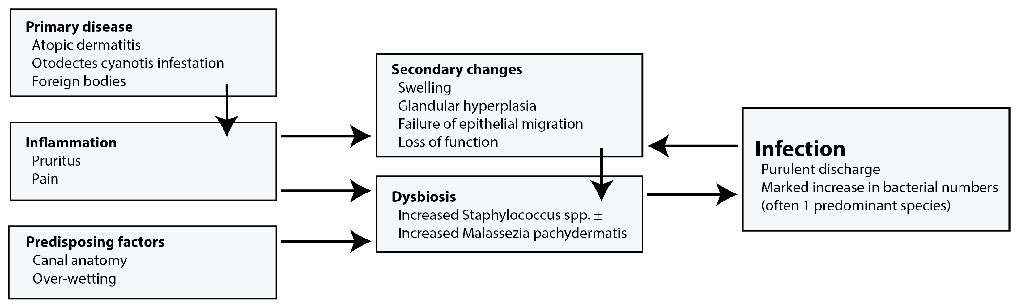 Pseudomonas spp. in Canine Otitis Externa
