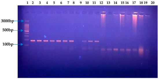 Identification, Genome Sequencing, and Characterizations of ...