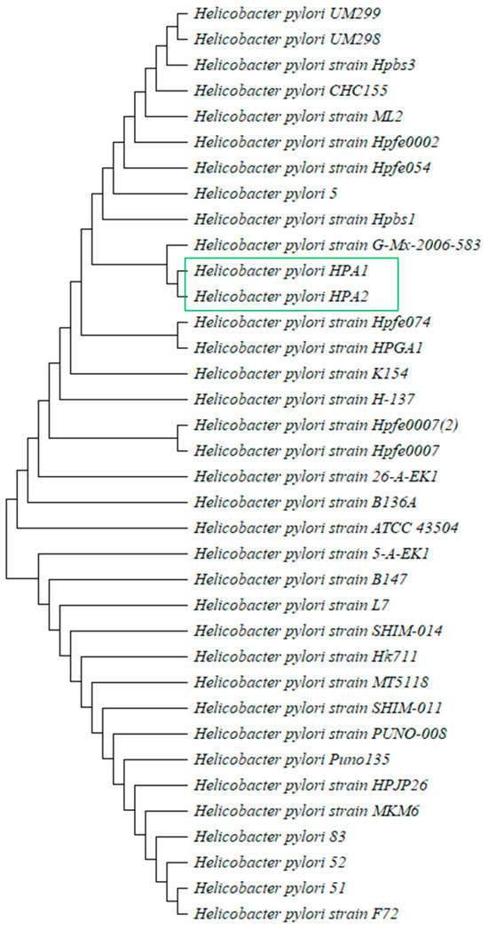 Identification, Genome Sequencing, and Characterizations of ...