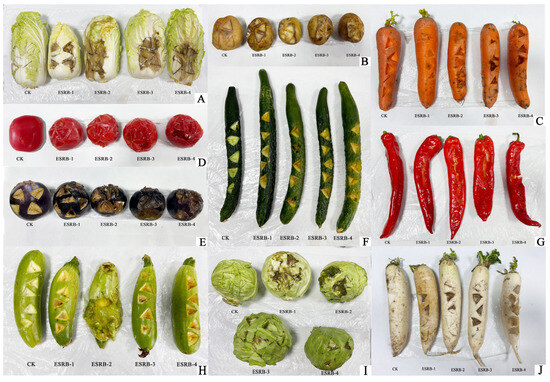 Pectobacterium carotovorum Subsp. brasiliense Causing Soft Rot in ...