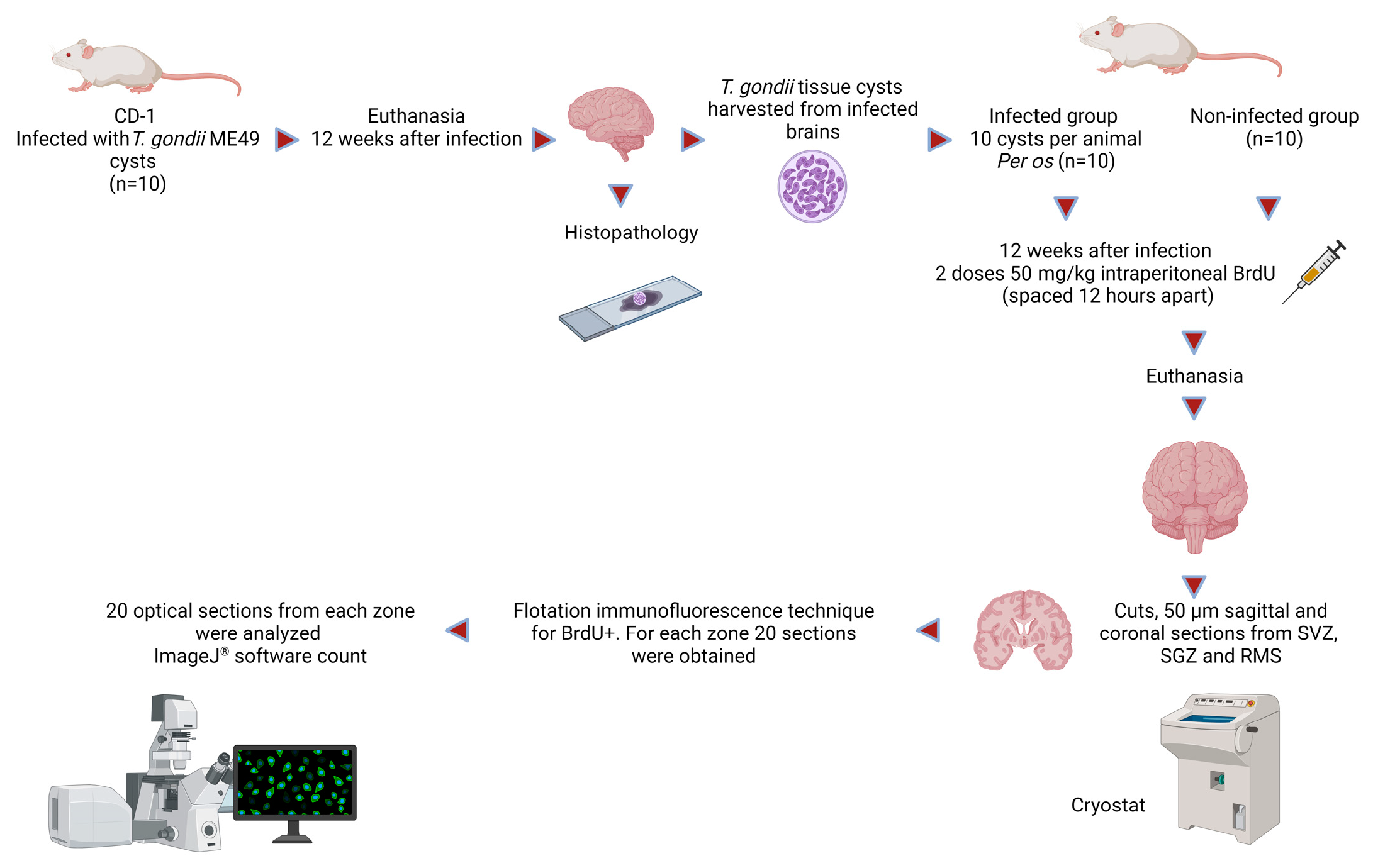 Changes in the Proliferation of the Neural Progenitor Cells of Adult ...